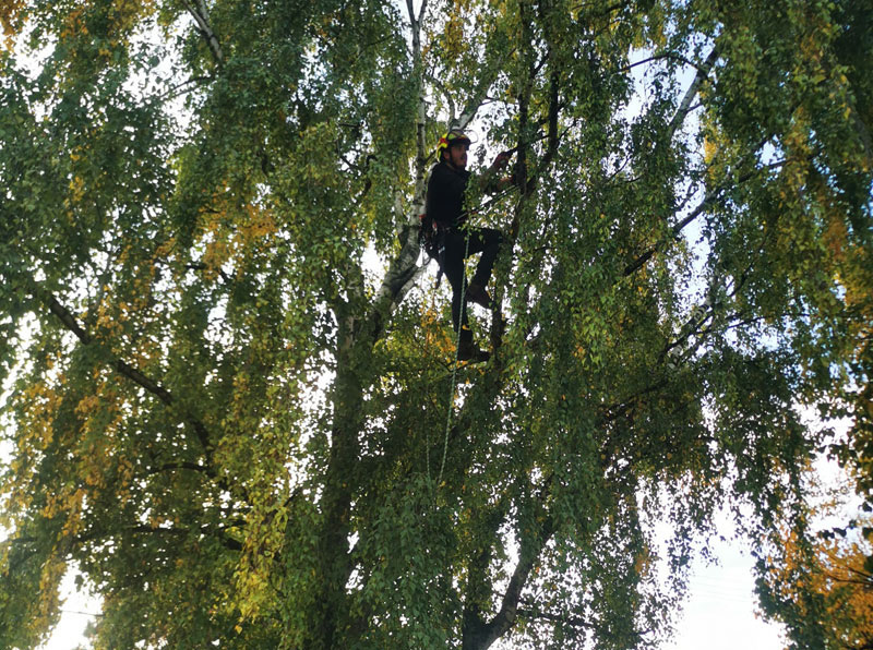 Baumpflege - Bosler Baumpflege